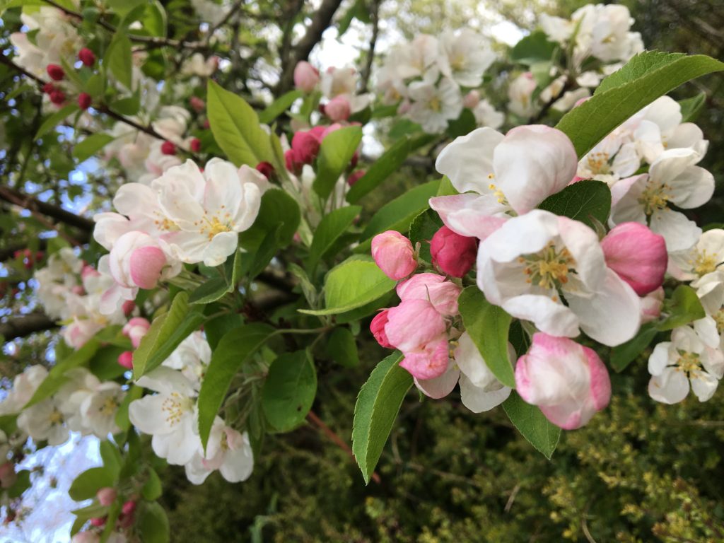 Get gardening this Spring - Mill Meadow